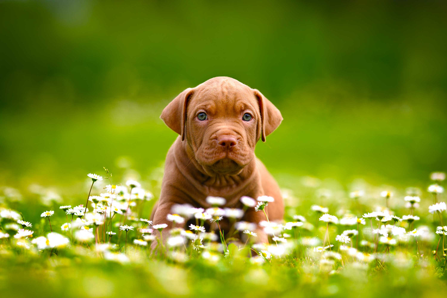 Blog de Nutrición y Cuidados – tagged "salud canina" – BACDOG